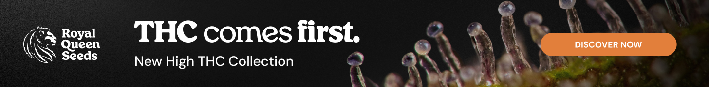 Giggle Gas (Reberth Genetics) :: Cannabis Strain Info :: SeedFinder.eu