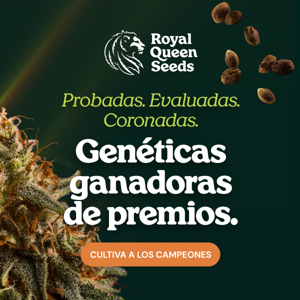 Maui Wowie Thai (de Coastal Seed Co) :: Info de Variedad :: SeedFinder.eu