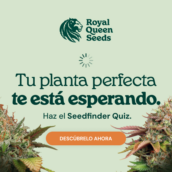 Ghana (Cannabiogen) :: Mapa del Árbol Genealógico :: SeedFinder.eu