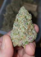 Blockberry (Blockhead Buds) :: Cannabis Strain Info :: SeedFinder.eu
