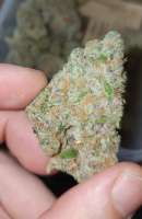 Blockberry (Blockhead Buds) :: Cannabis Strain Info :: SeedFinder.eu
