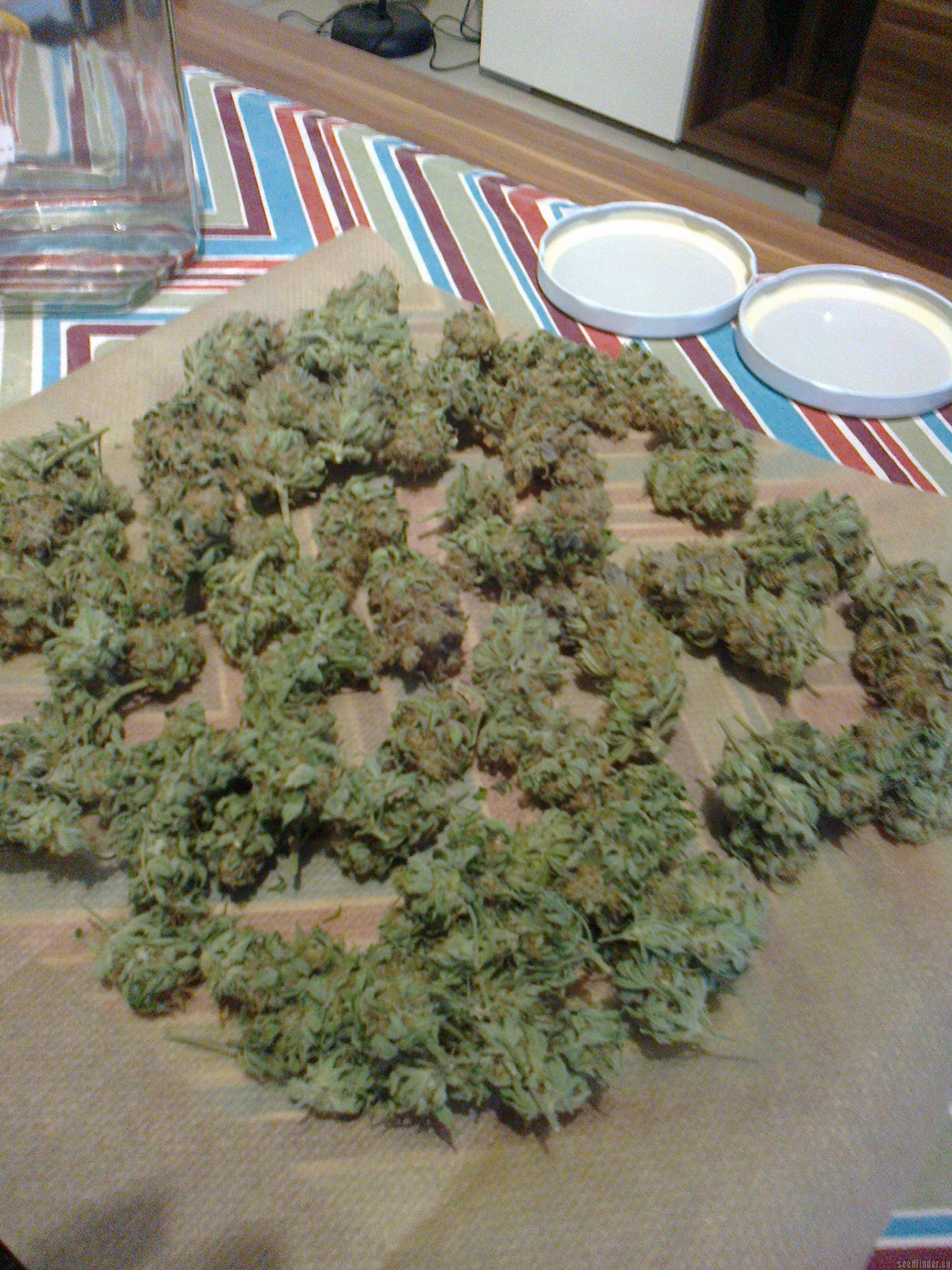 Strain-Galerie: Grüne Hessin (Clone Only Strains) PIC #5945 von Clone ...