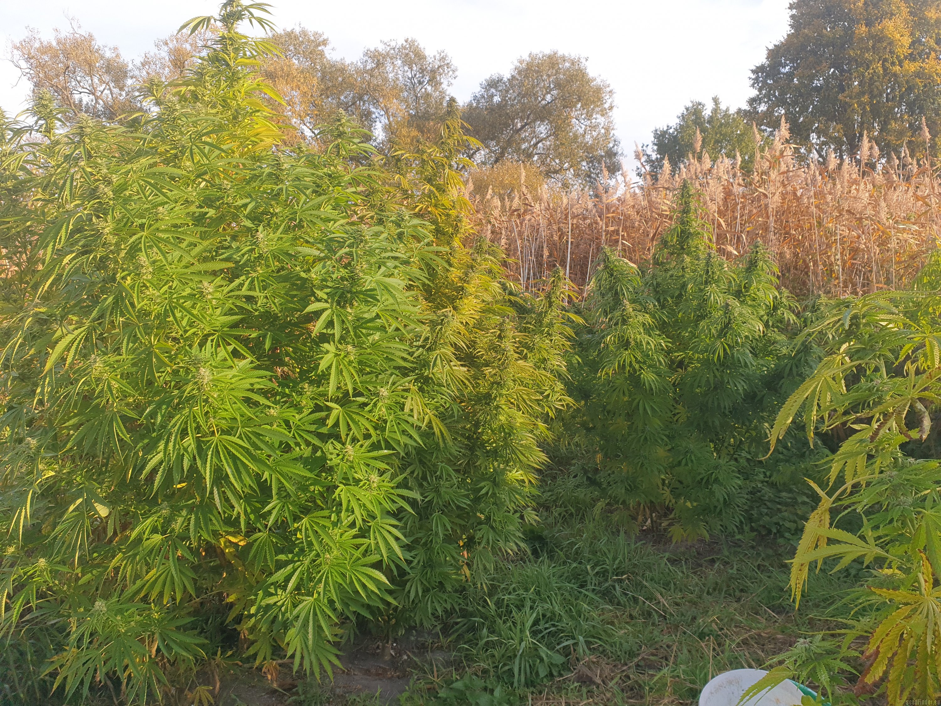 Strain-Gallery: Hollands Hope (Dutch Passion) PIC #23312 by Dutch Passion