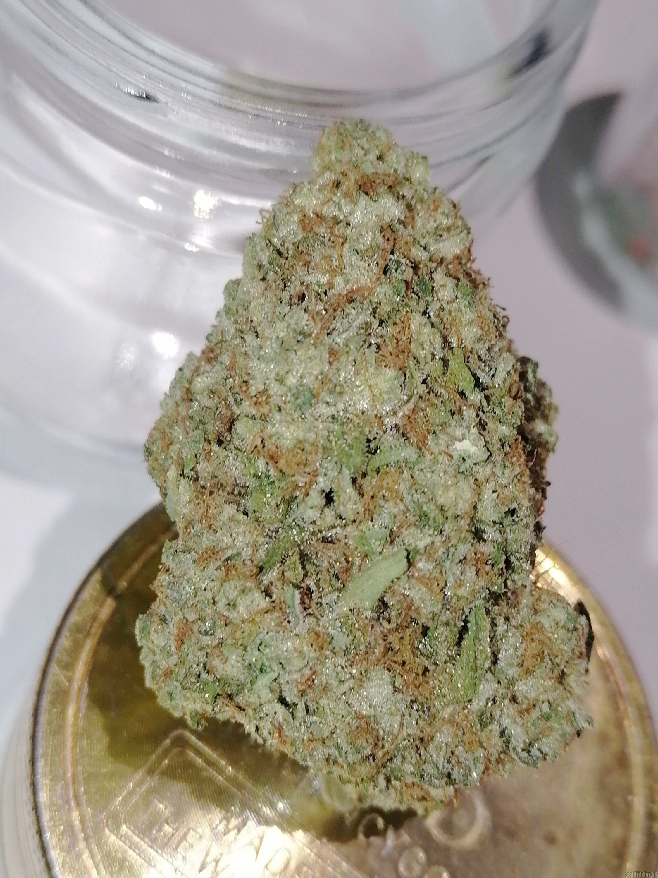 Galería de Variedades: Skunk Hero (Ethos Genetics) PIC #26920 by Ethos ...