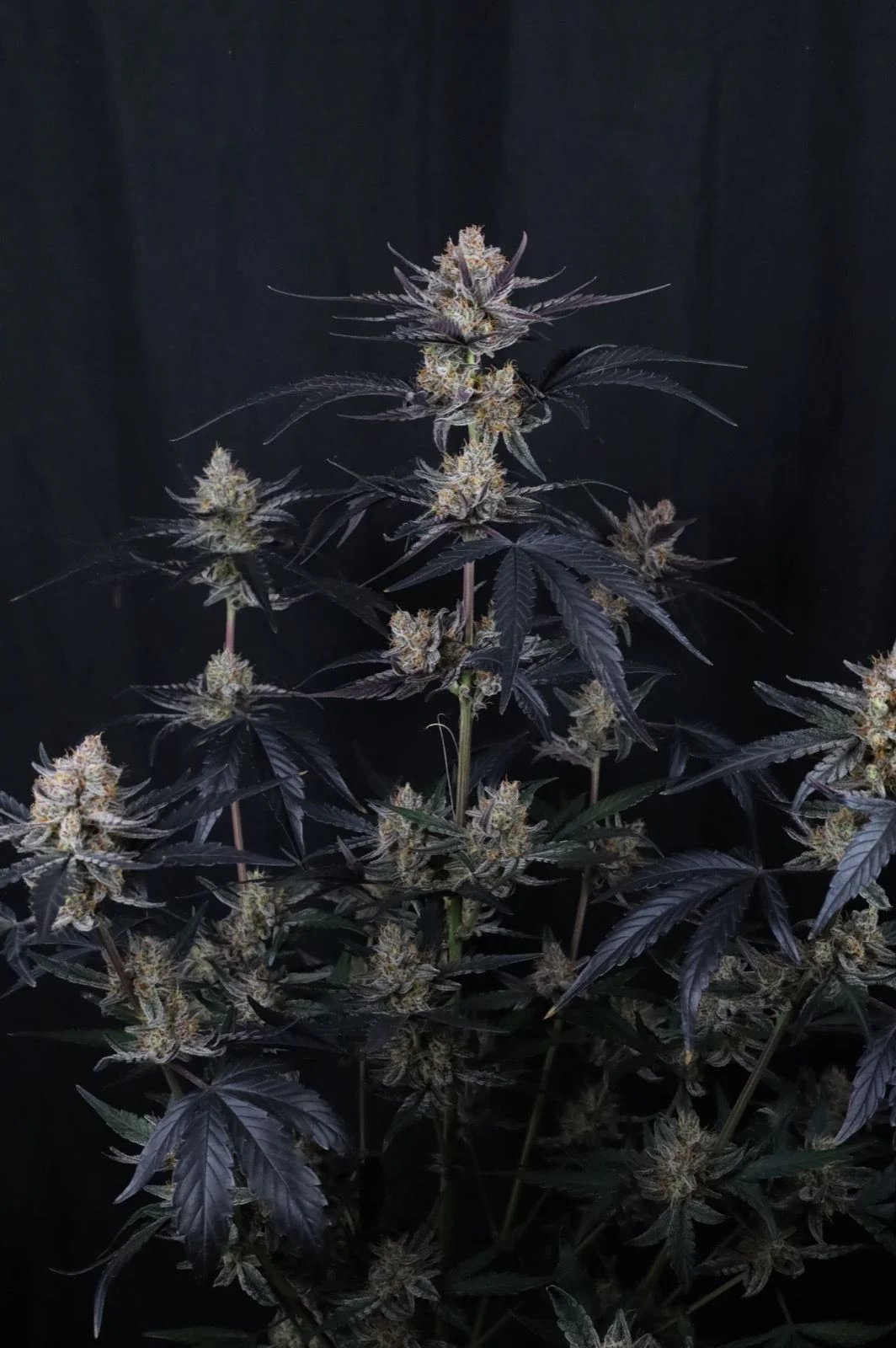Strain-Gallery: Guava Runtz Auto™ (Fast Buds Company) PIC #31445 by ...