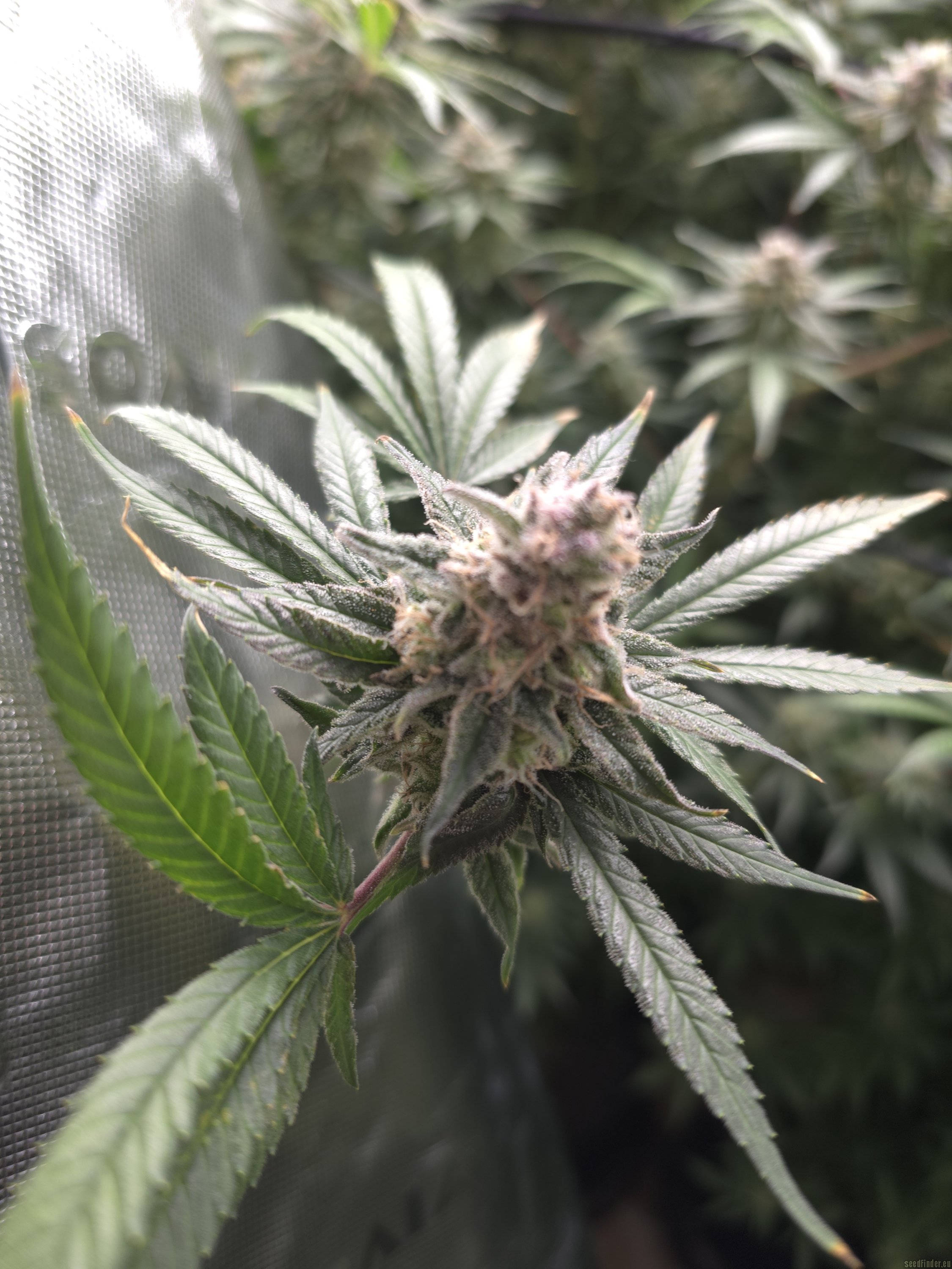 Strain-Gallery: Merlins Blue Magic (Morgansoasis) PIC #26454 by ...