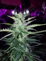 Blue Haze Auto 2.0 (New420Guy Seeds) :: Cannabis Strain Info ...