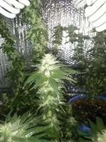 White Urkle (OG Raskal Genetics) :: Cannabis Strain Info :: SeedFinder.eu