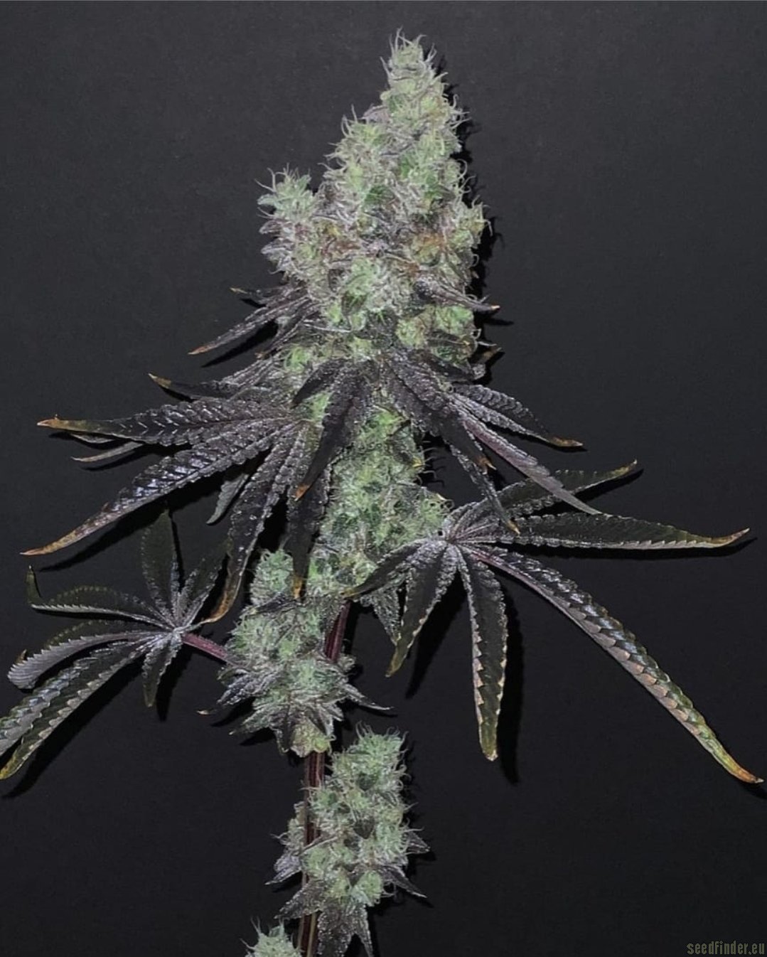 Strain-Gallery: 2 Girls 1 Cup (Ohms Seeds) PIC #25848 by Ohms Seeds
