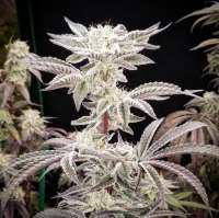 La Kush Cake Remix (Ohms Seeds) :: Cannabis Strain Info :: SeedFinder.eu