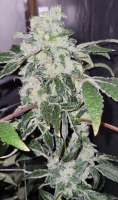Mach 10 (Ohms Seeds) :: Cannabis Strain Info :: SeedFinder.eu