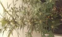 Royal Haze Automatic (Royal Queen Seeds) :: Cannabis Strain Info ...