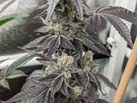 Cap Junky (Seed Junky Genetics) :: Cannabis Strain Info :: SeedFinder.eu