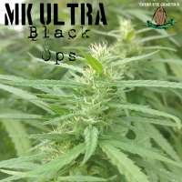 MK Ultra Black Ops (Third Eye Genetics) :: Cannabis Strain Info ...
