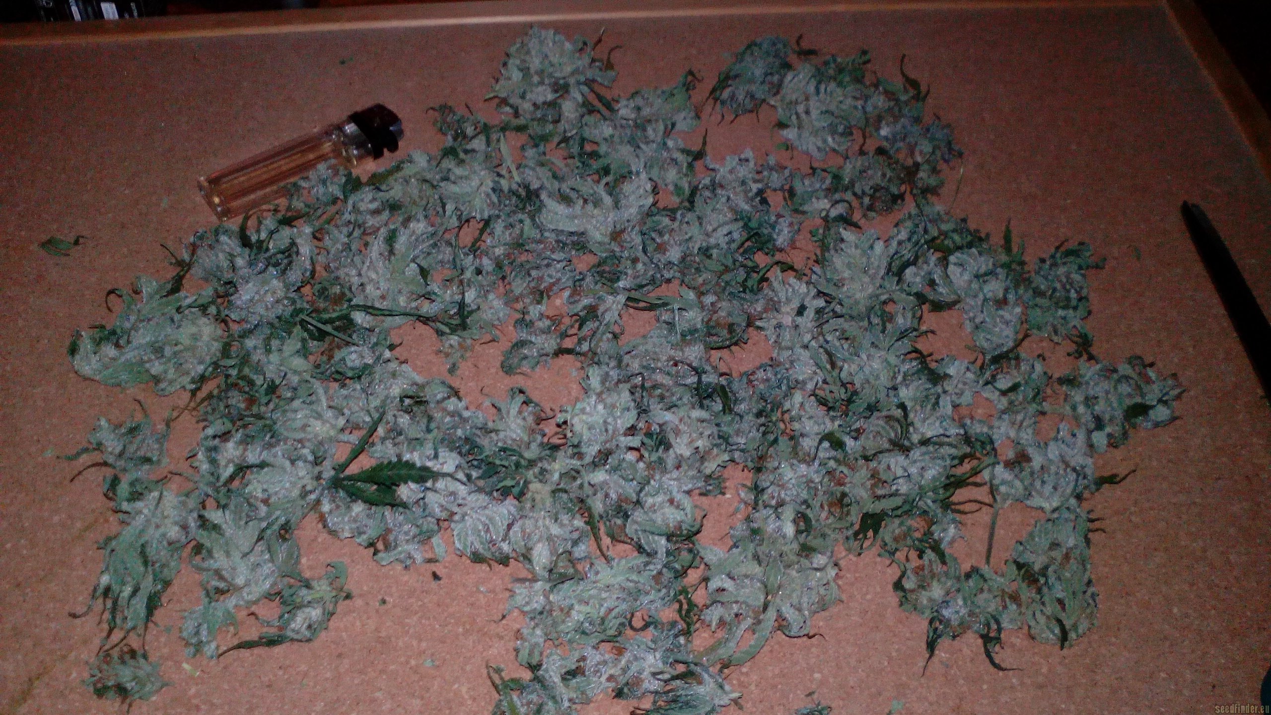Galería de Variedades: White Diesel Haze Automatic (White Label) PIC ...