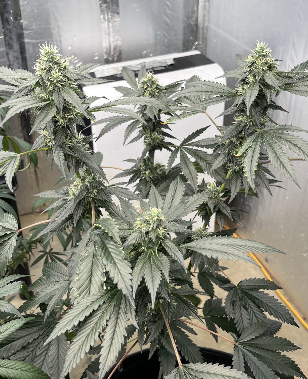 Strain-Gallery: Diesel Brand (Empathic Genetics) PIC #30588 by Empathic ...